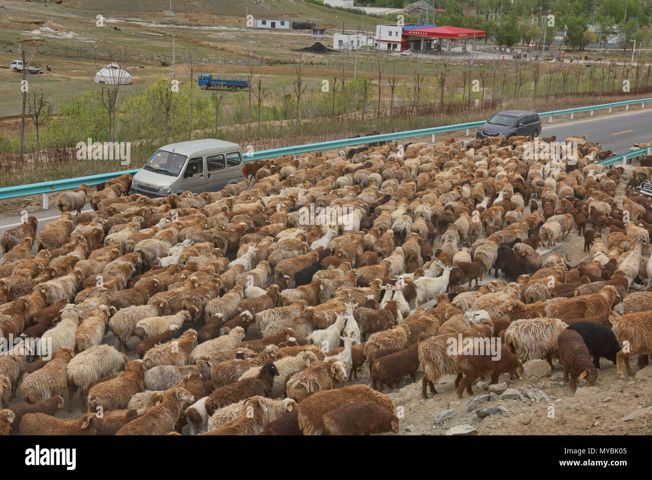 Are There Sheep In China