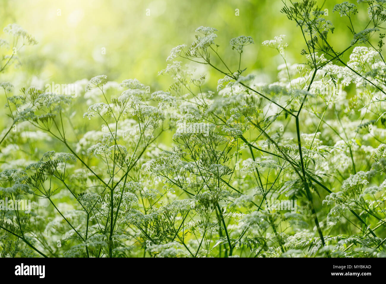 Umbellate plant on the meadow at sunny day time Stock Photo - Alamy