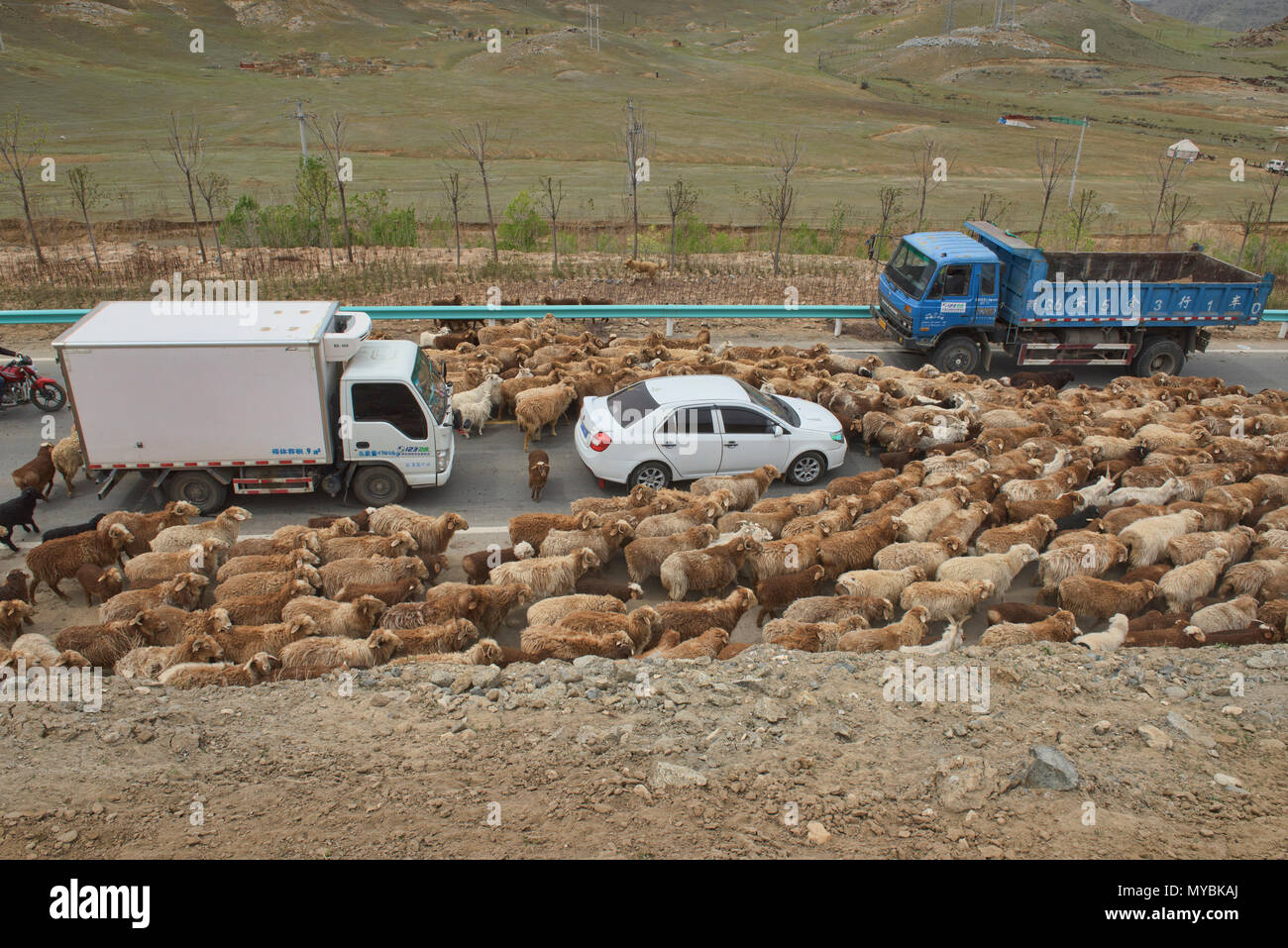 Kazakh nomads rounding up their sheep, Keketuohai, Xinjiang, China ...