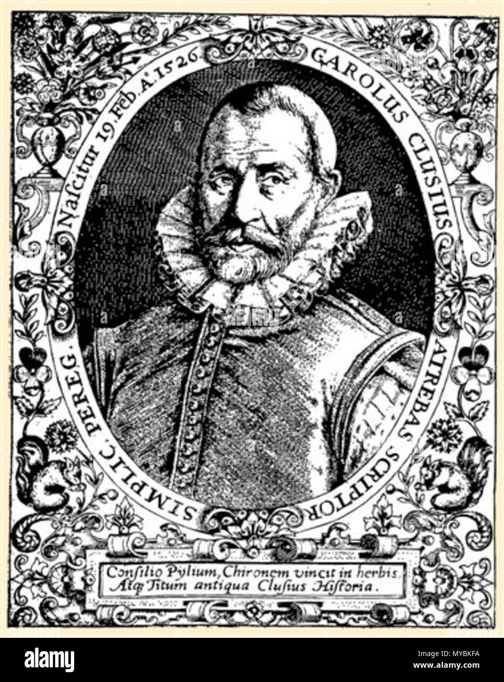 Carolus clusius tulip hi-res stock photography and images - Alamy