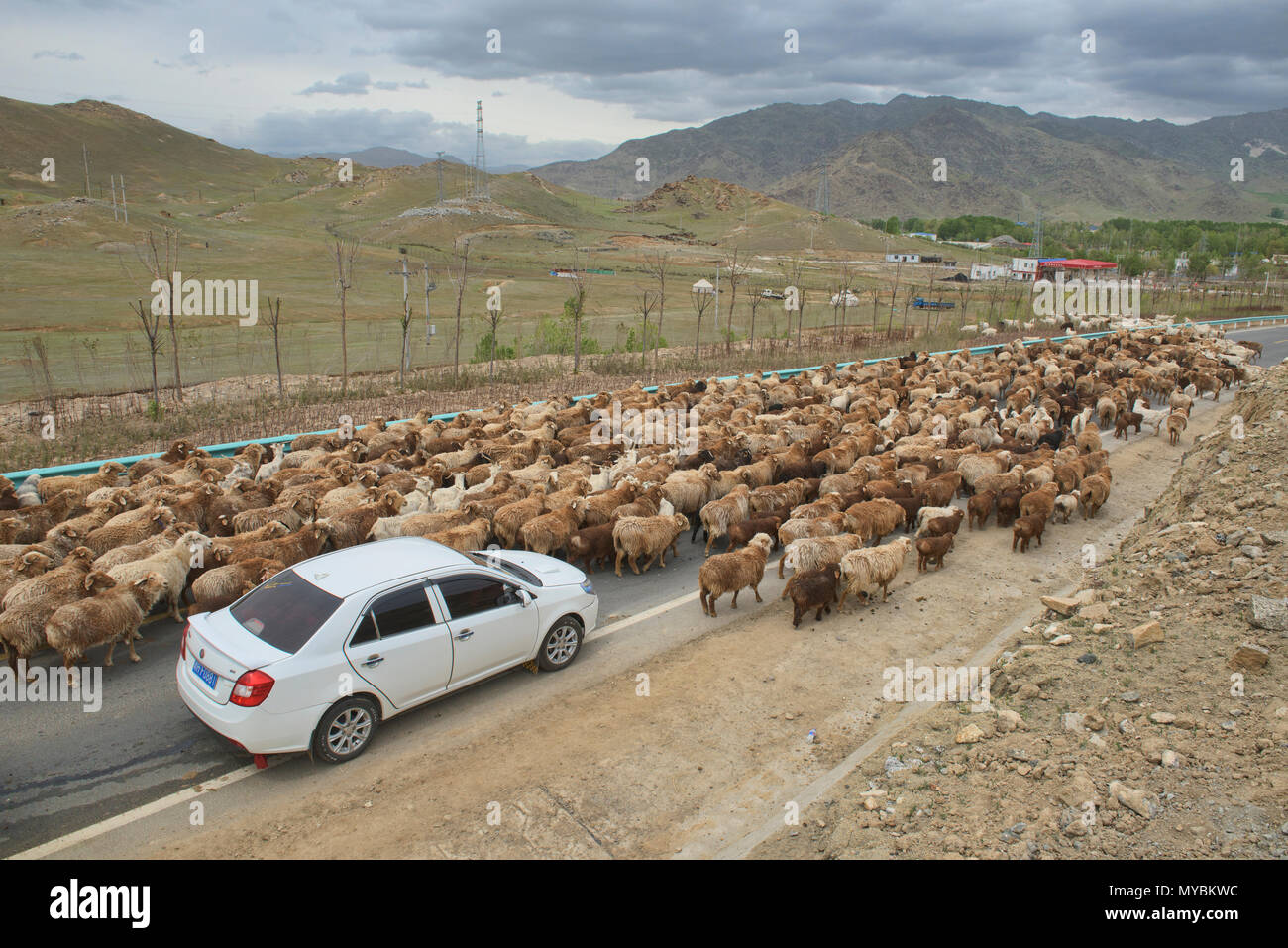 Kazakh nomads rounding up their sheep, Keketuohai, Xinjiang, China ...
