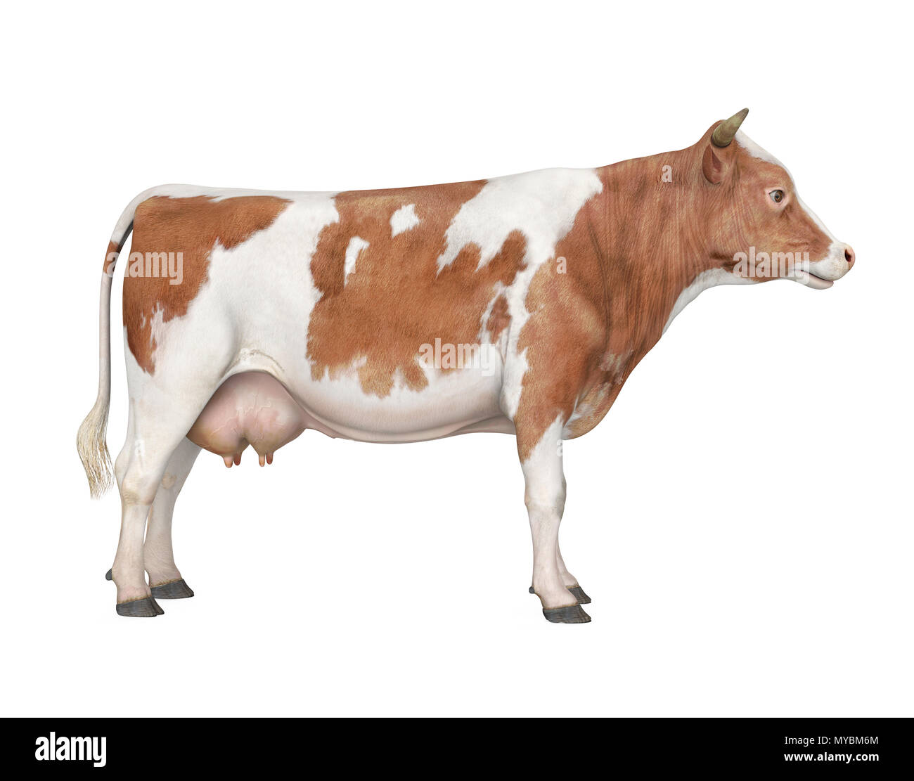 Friesian Cow Cut Out Stock Images & Pictures - Alamy