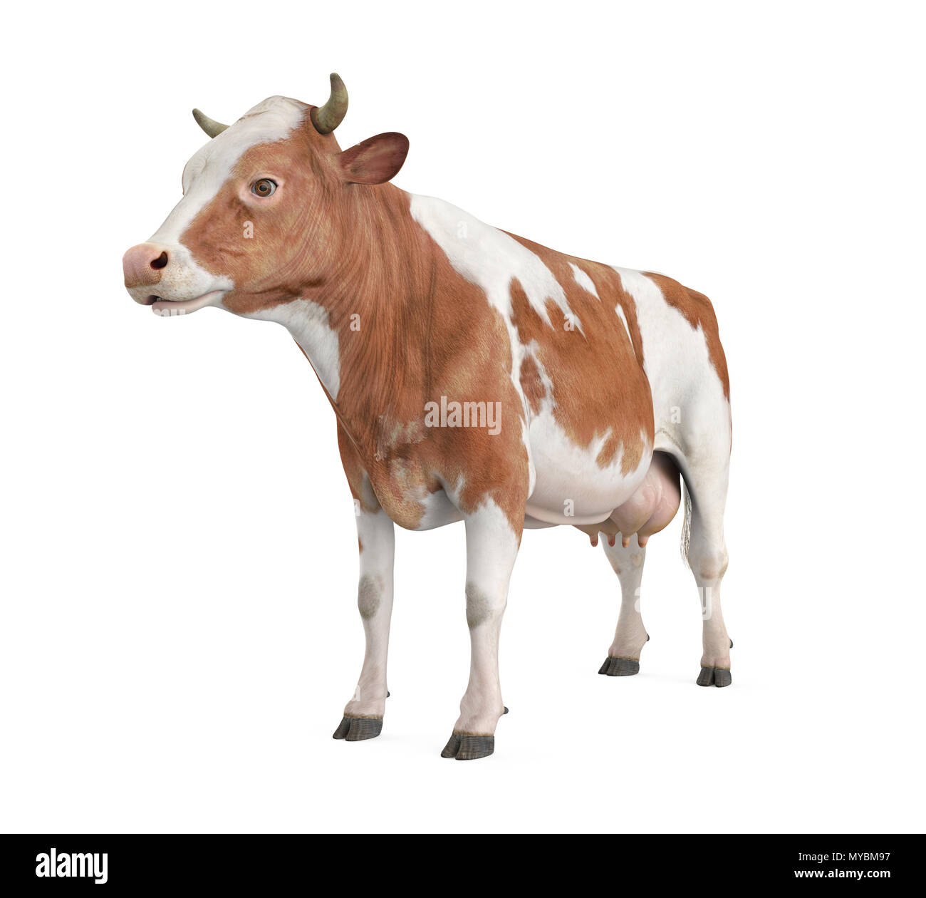 Friesian dairy cow Cut Out Stock Images & Pictures - Alamy