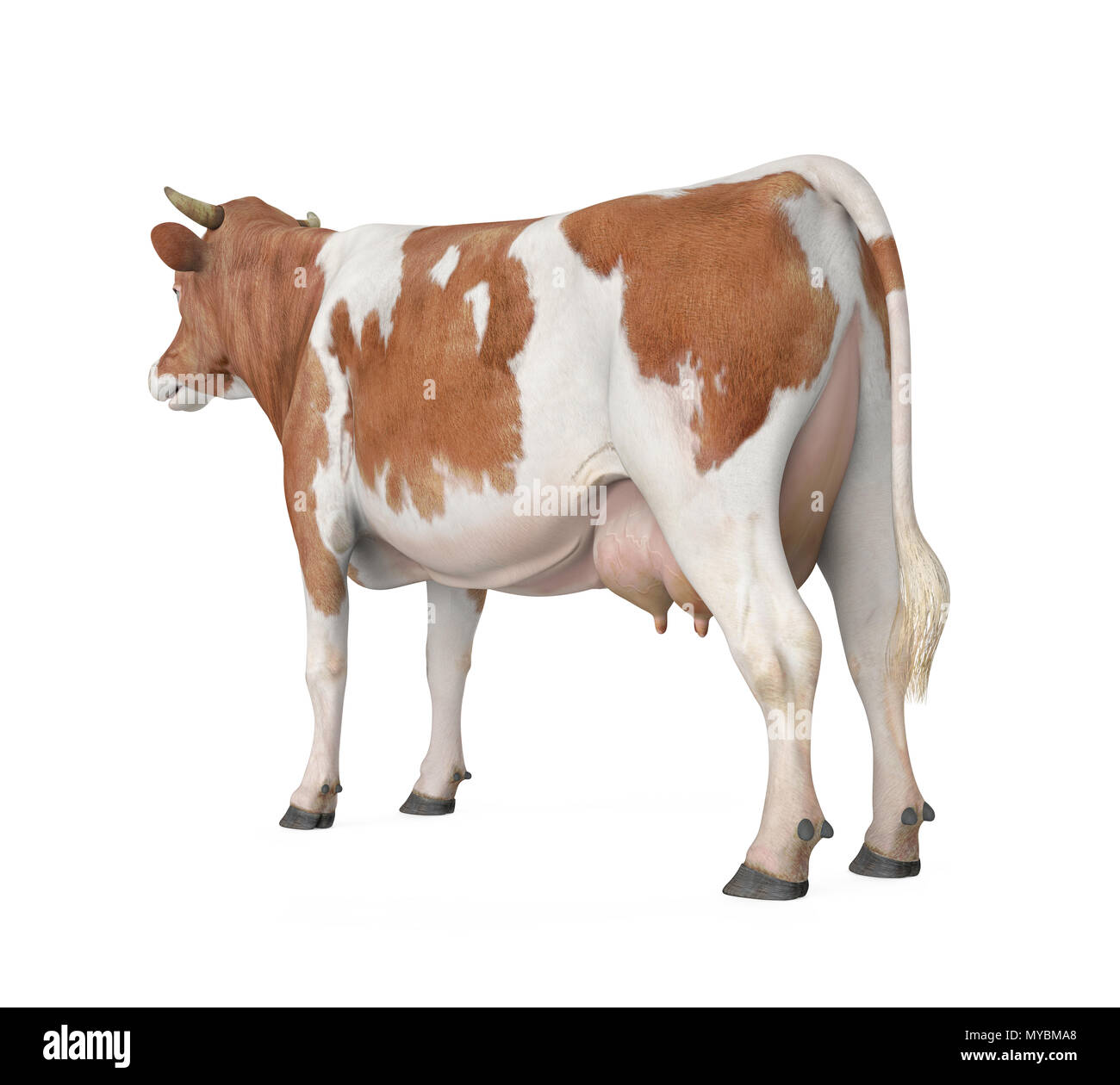 Friesian cow Cut Out Stock Images & Pictures - Alamy