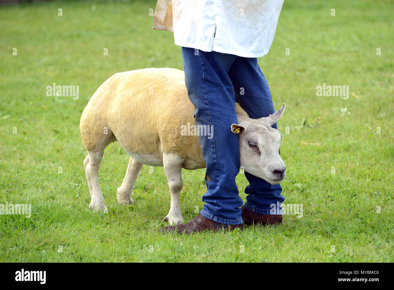 Handling sheep hi-res stock photography and images - Alamy