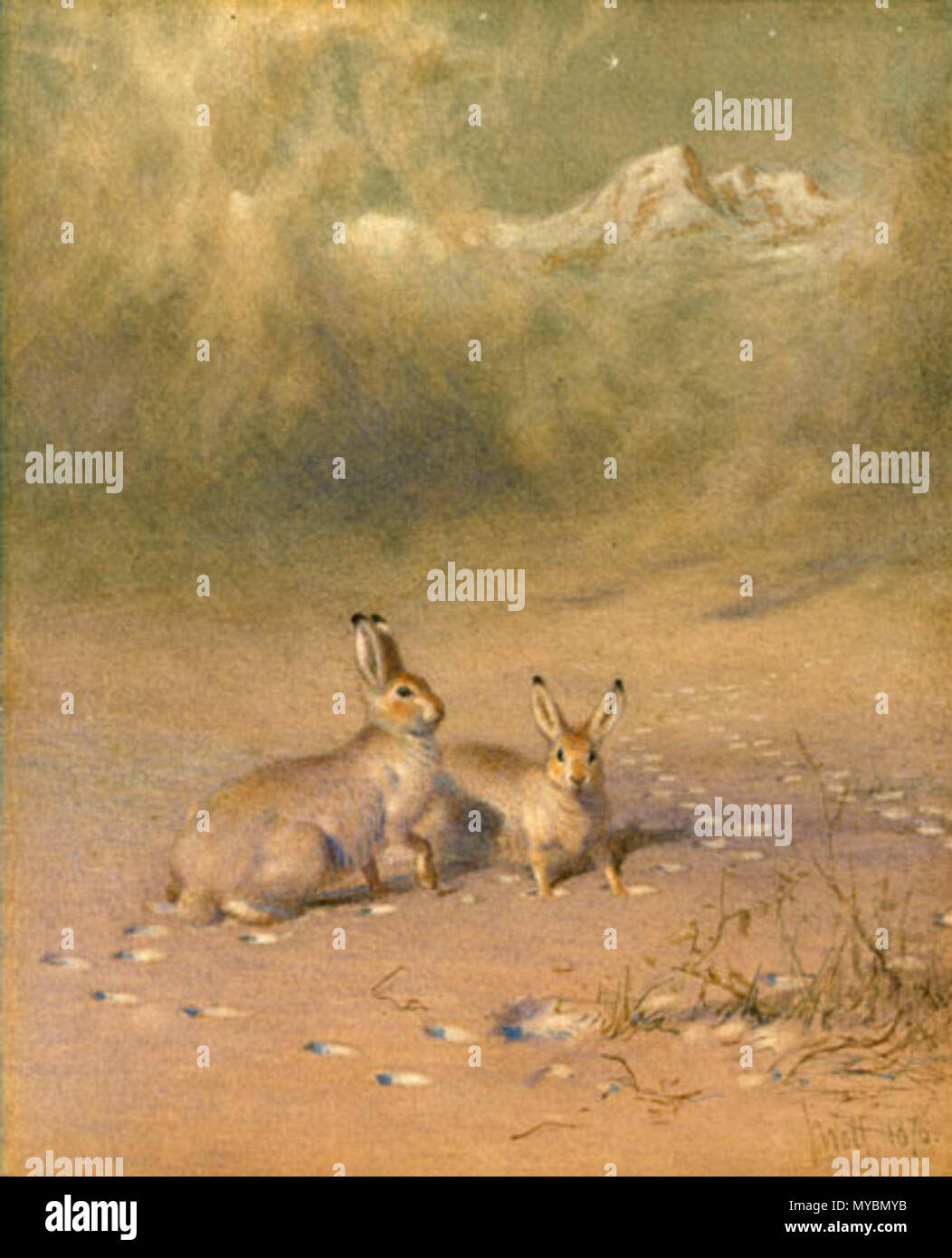 . English: Arctic hares . 1876. Joseph Wolf (1820-1899) 567 Wolf ...