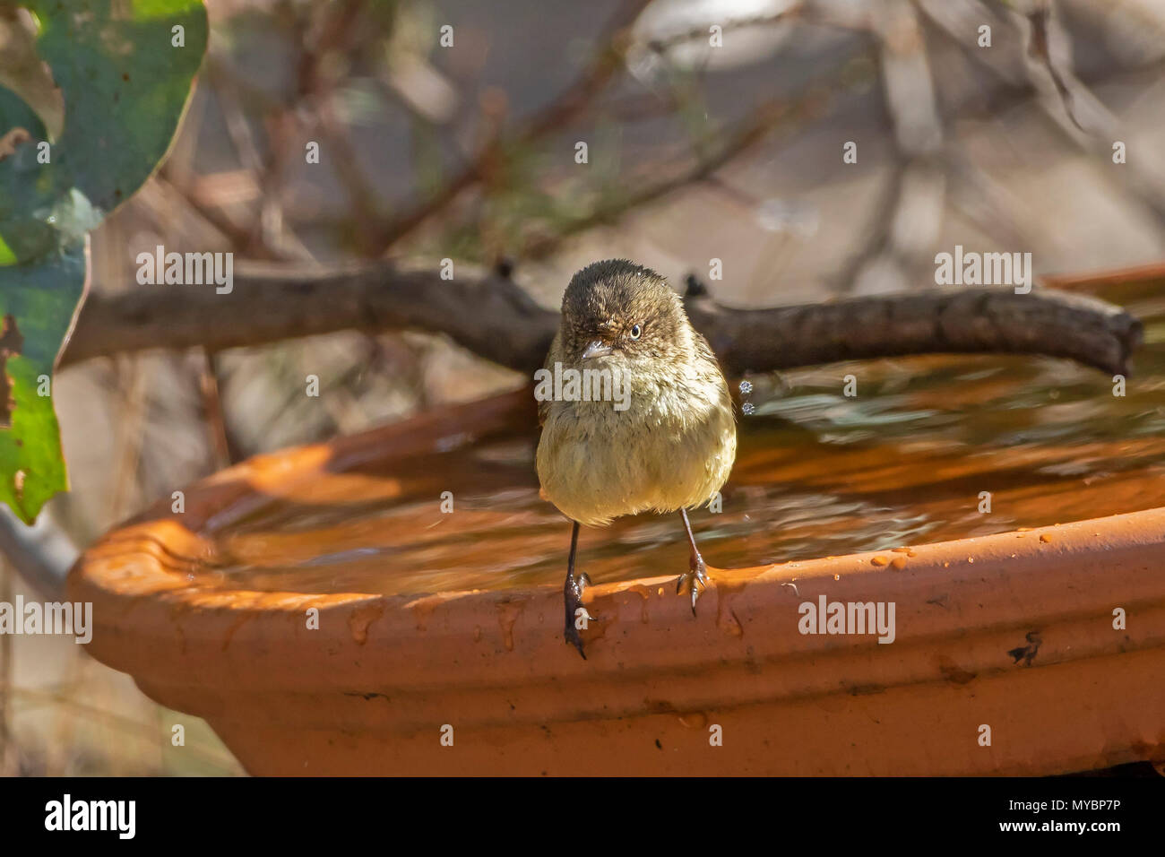 Buff-rumped Thornbill (Acanthiza reguloides) race "australis Stock ...