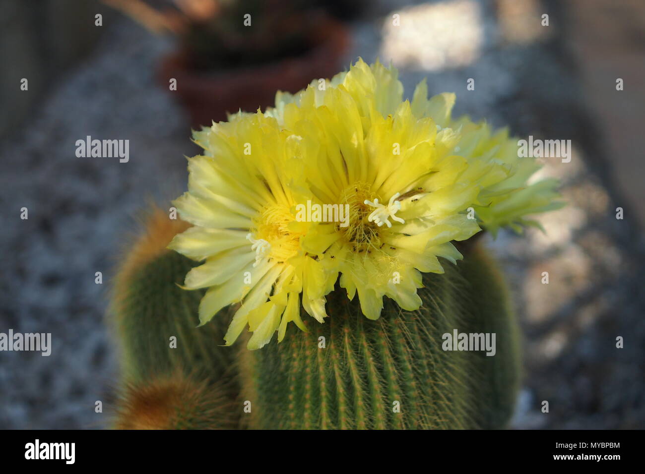 Two fully open hi-res stock photography and images - Alamy