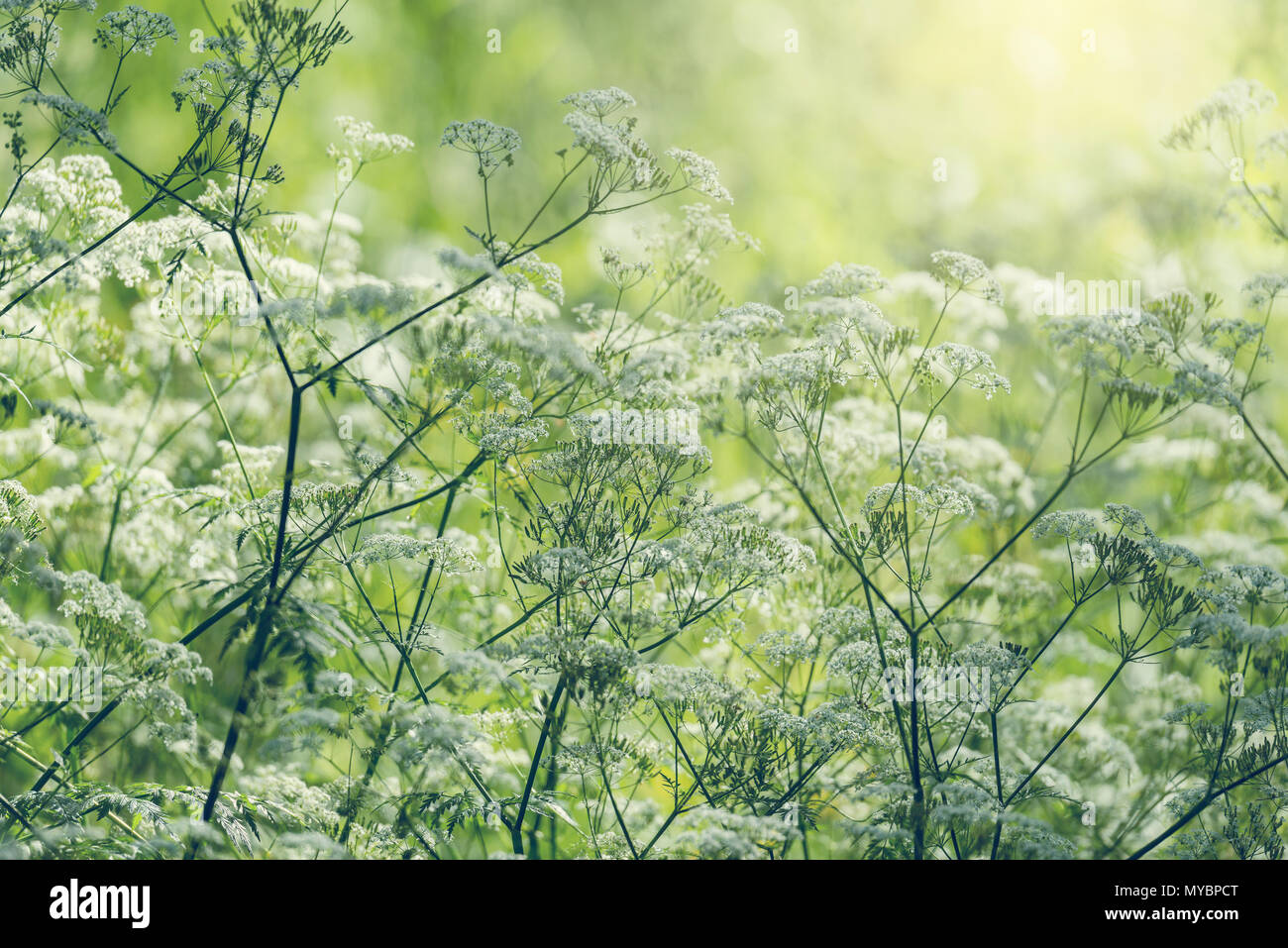 Umbellate plant hi-res stock photography and images - Alamy