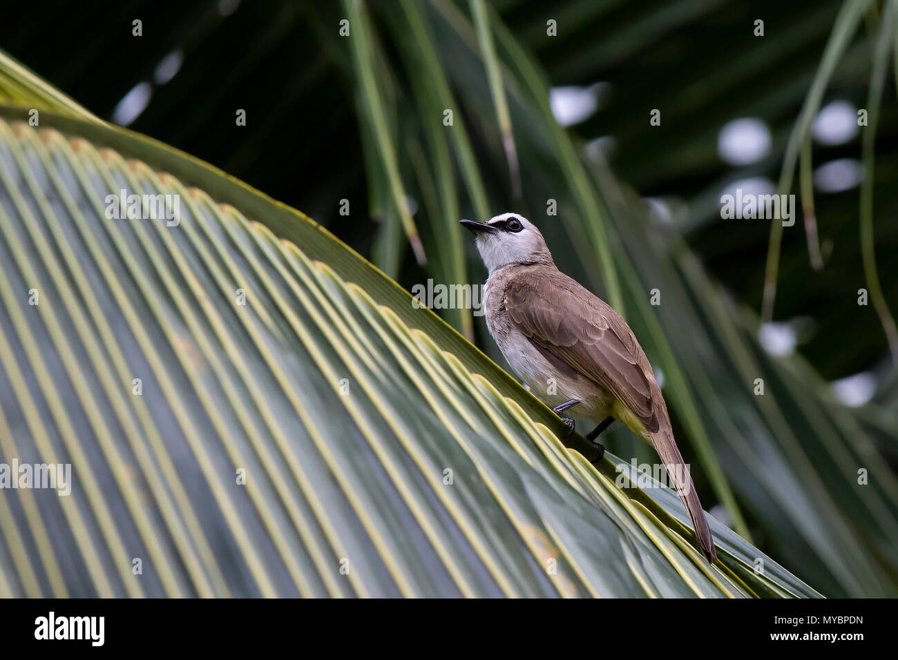Yellow-vented Bulbul (Pycnonotus goiavier) race "analis Stock Photo - Alamy