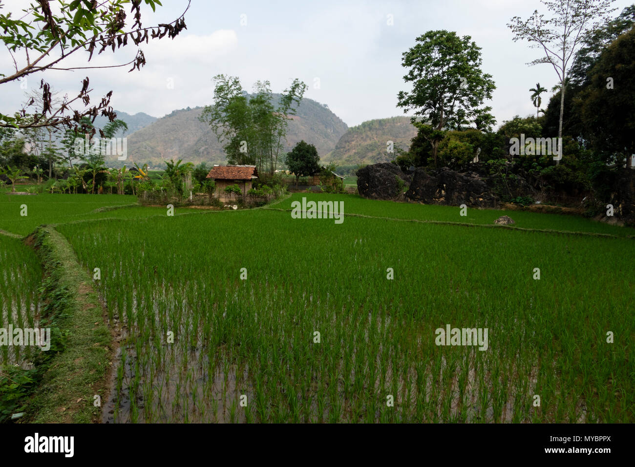 Rice Paddy Field Stock Photo - Alamy