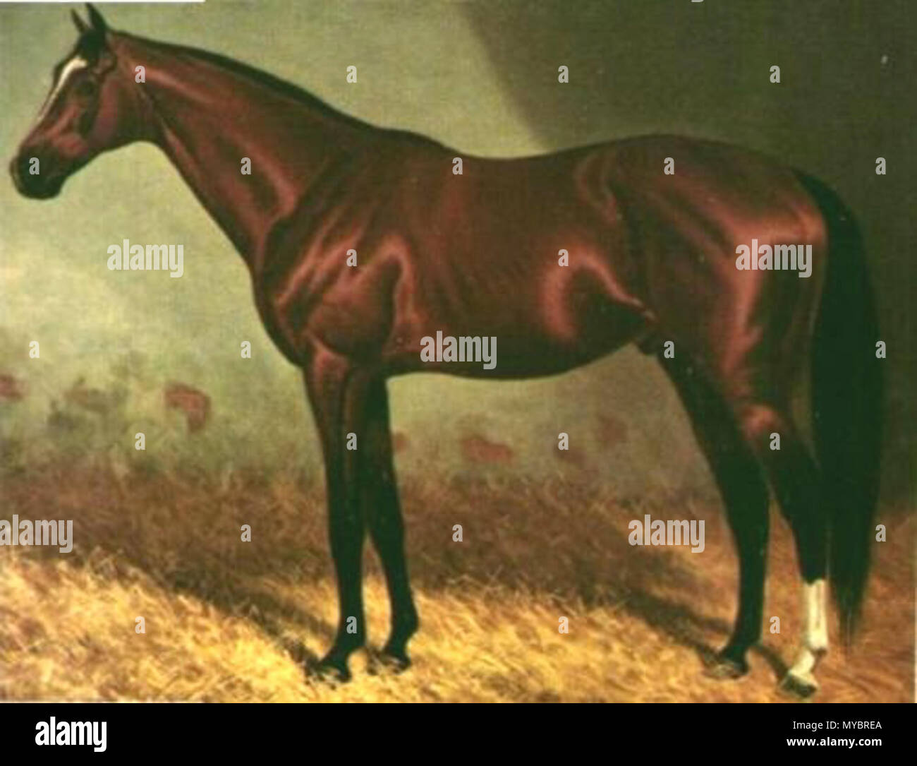 . Carbine (NZ)(1885) was an outstanding Thoroughbred racehorse and sire ...