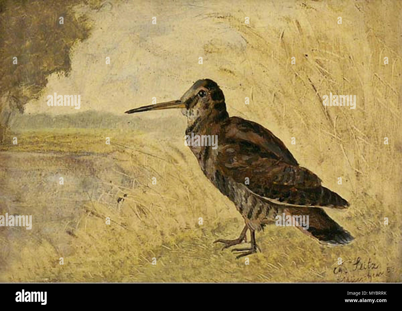 . German: Waldschnepfe in Landschaft . 1854 98 Carl Seitz Waldschnepfe ...
