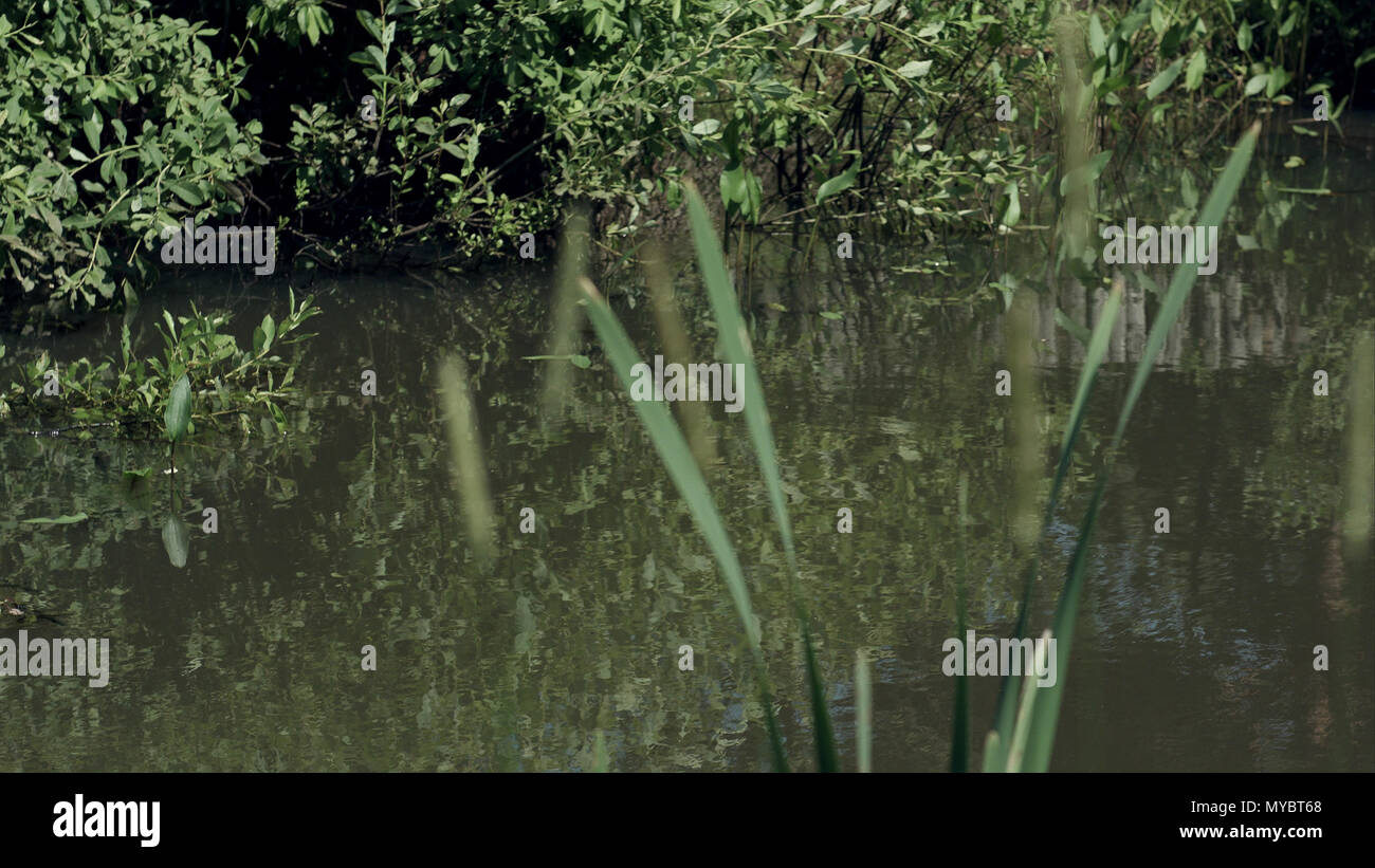 Summer pond with reed and reflection in green water, russian nature ...