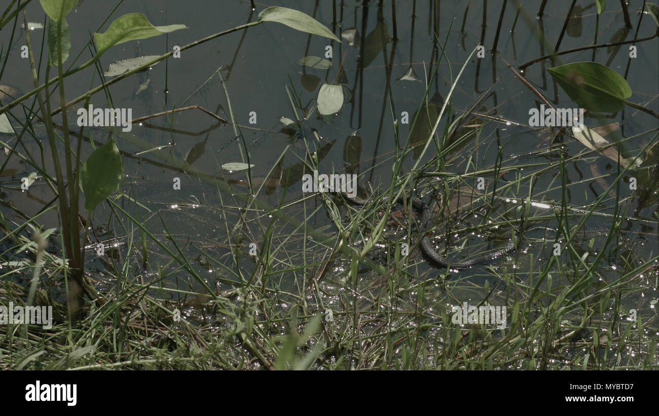 Freeze grass snake, natrix on pond with duckweed Stock Photo - Alamy