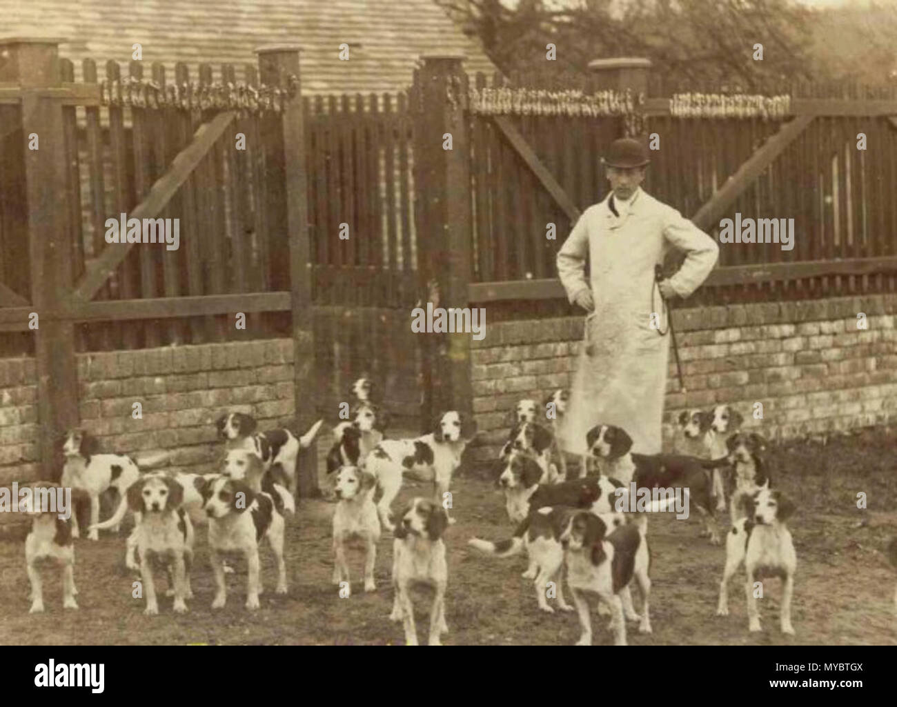 . Caynsham Foot Beagle Pack . 1885. Unknown 103 Caynsham-beagles Stock ...