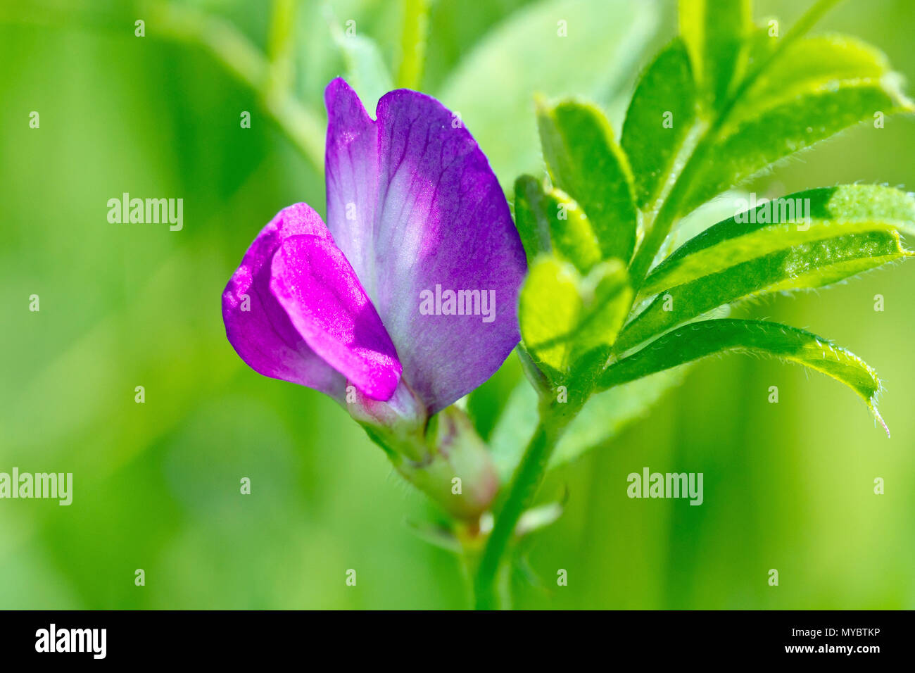 Common Vetch High Resolution Stock Photography and Images - Alamy