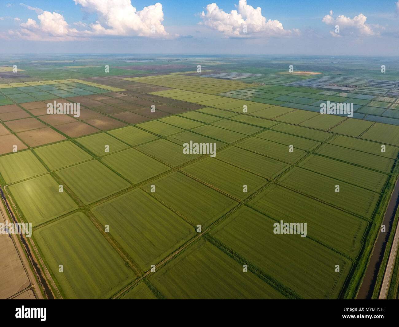 The rice fields are flooded with water. Flooded rice paddies. Agronomic ...
