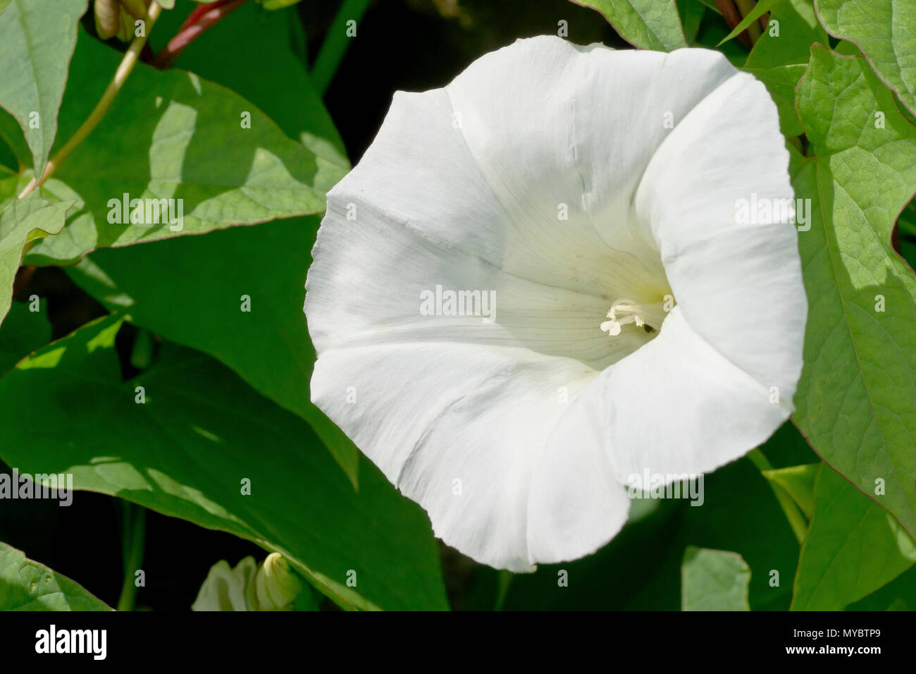 Calystegia silvatica hi-res stock photography and images - Alamy