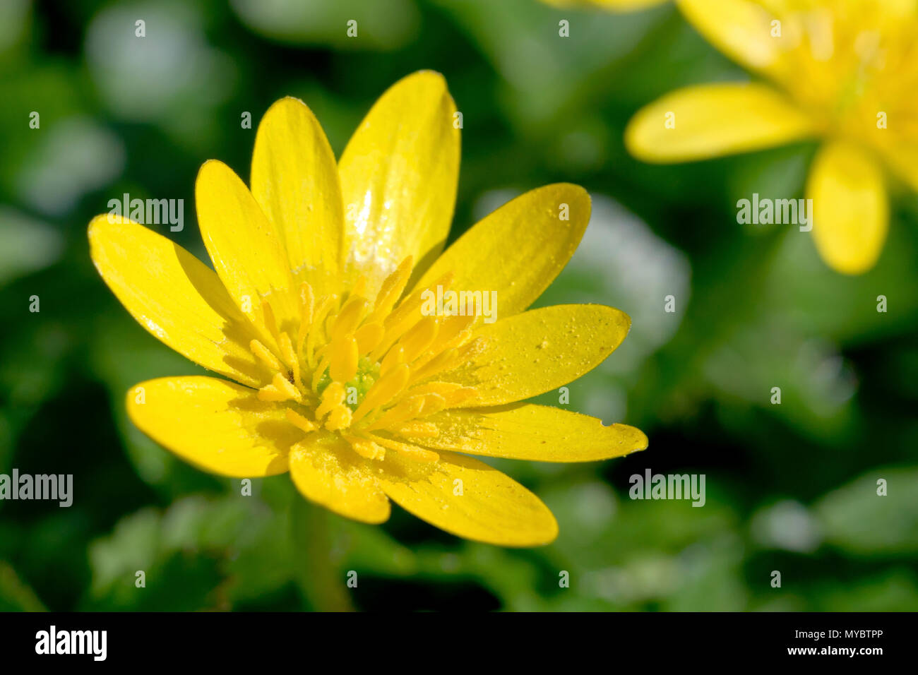 Ranunculus species hi-res stock photography and images - Alamy
