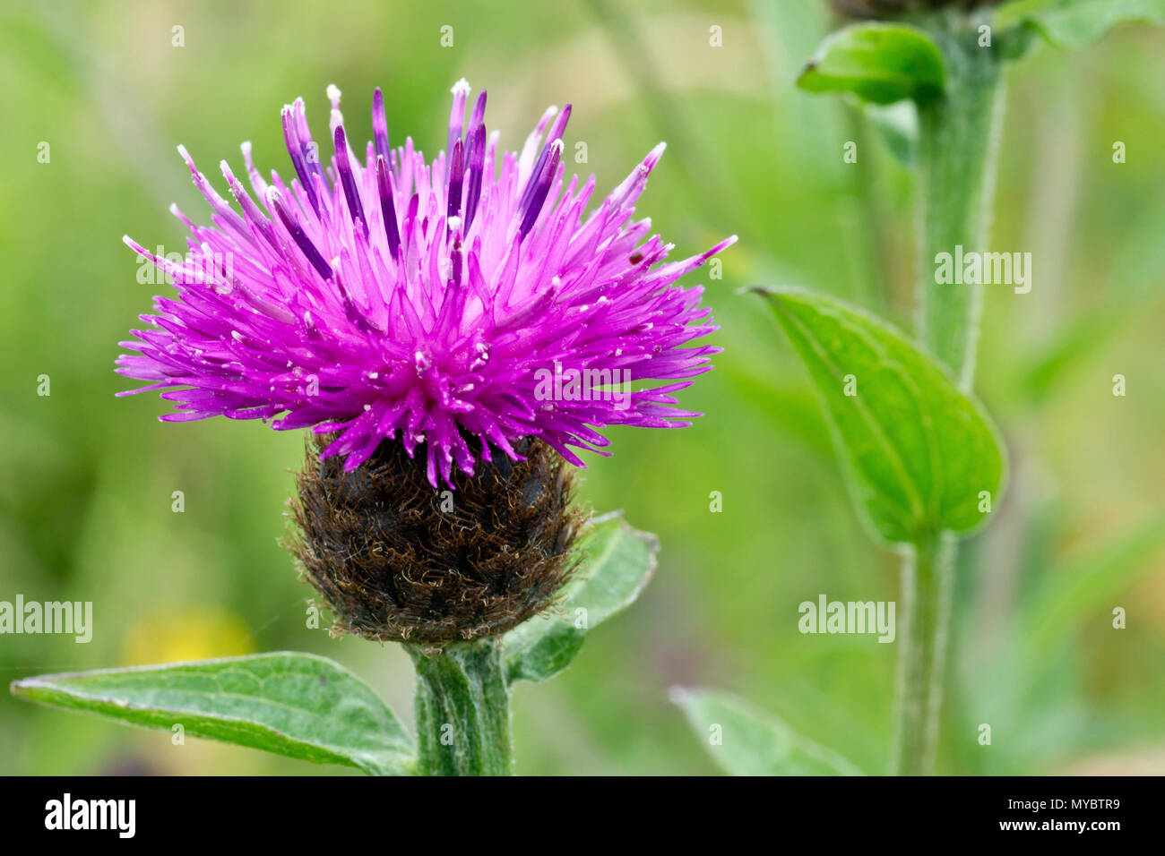 Lesser Knapweed (centaurea nigra), also known as Common Knapweed, close ...