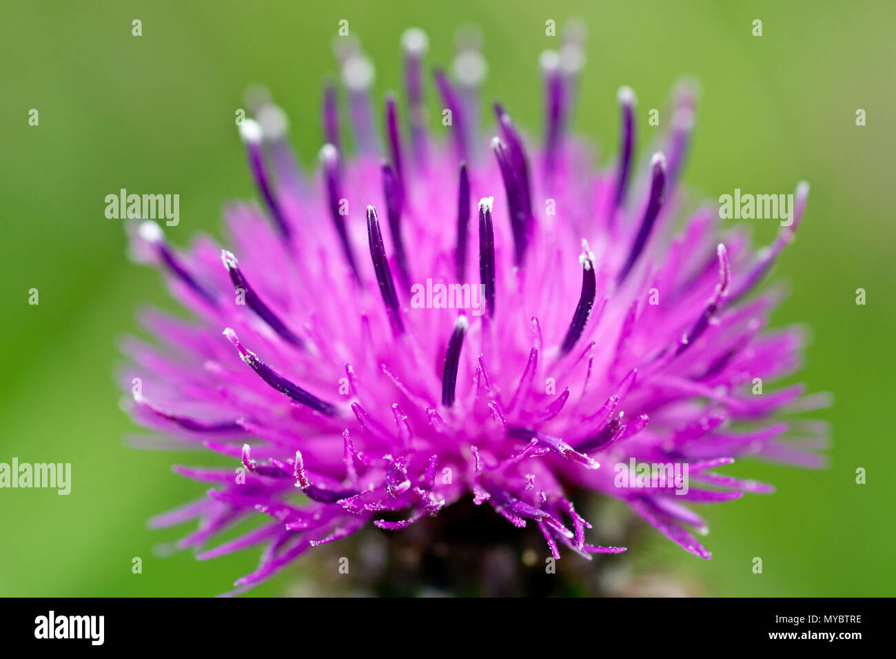 Lesser Knapweed (centaurea nigra), also known as Common Knapweed, close ...
