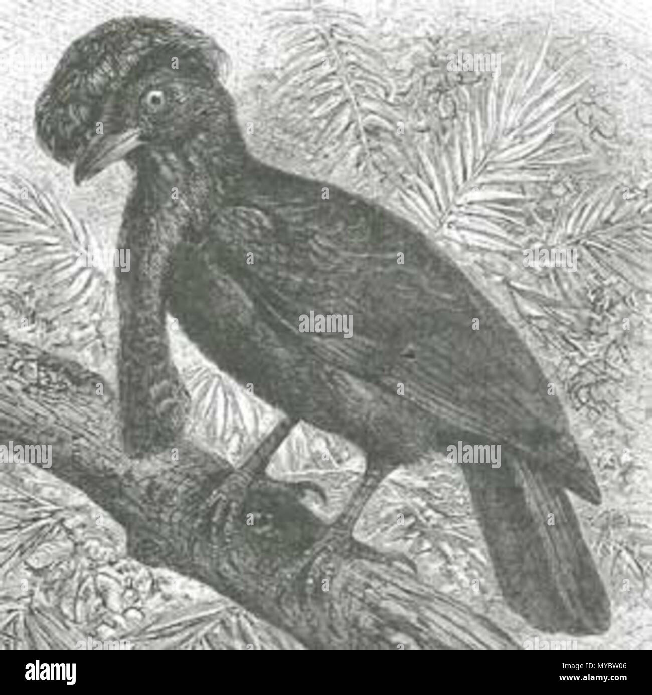 103 Cephalopterus ornatus Stock Photo - Alamy