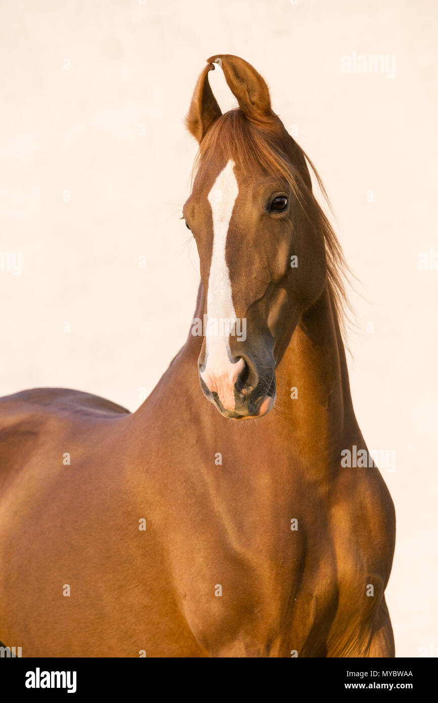 Marwari Horse. Portrait of chestnut mare, seen against a white ...