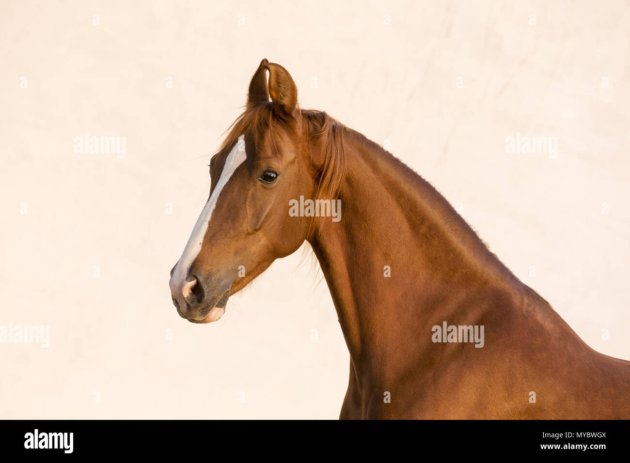 Marwari horse hi-res stock photography and images - Alamy
