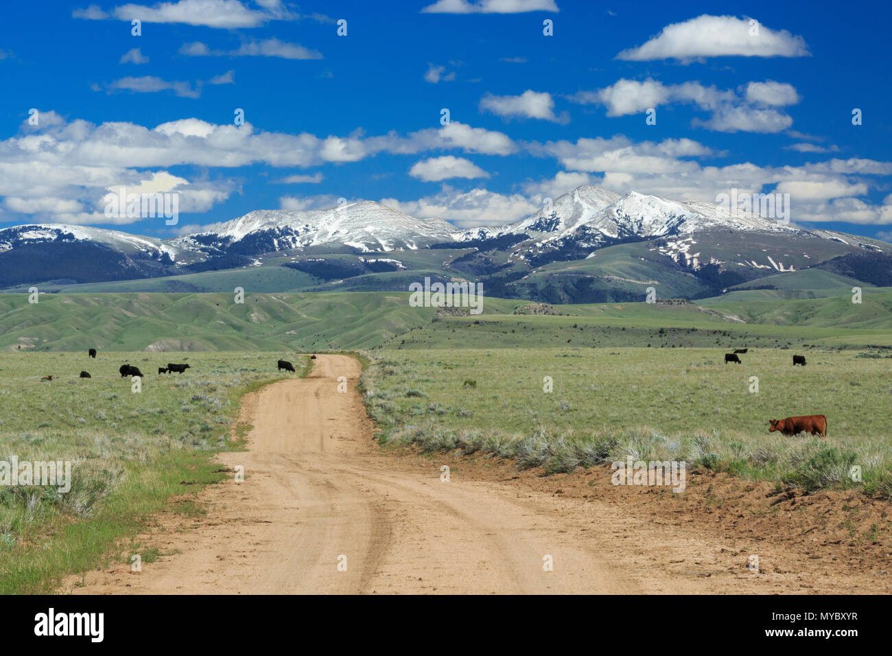 cattle grazing on rangeland below the snowcrest range near dillon ...