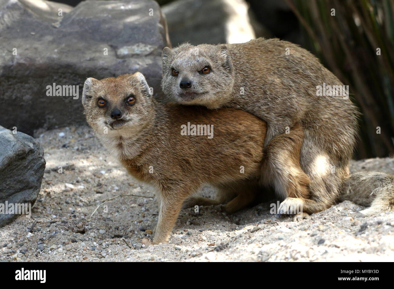 Meerkat face close up staring hi-res stock photography and images - Alamy