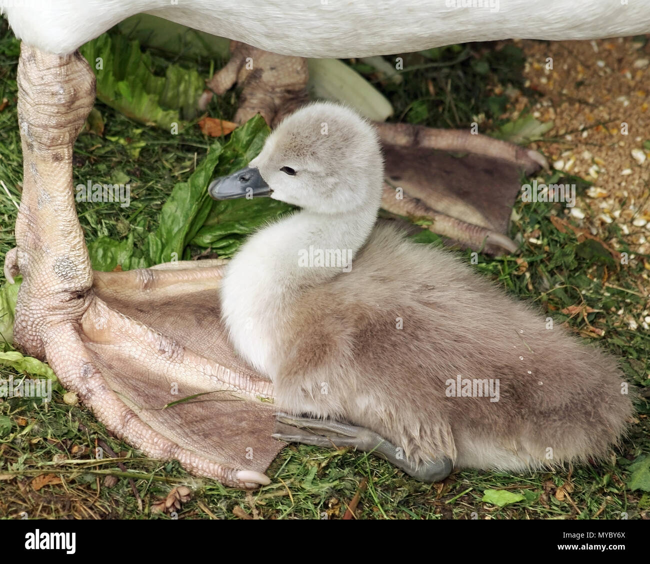 Tiny one week old baby Mute swan lying down on his mother's webbed foot ...