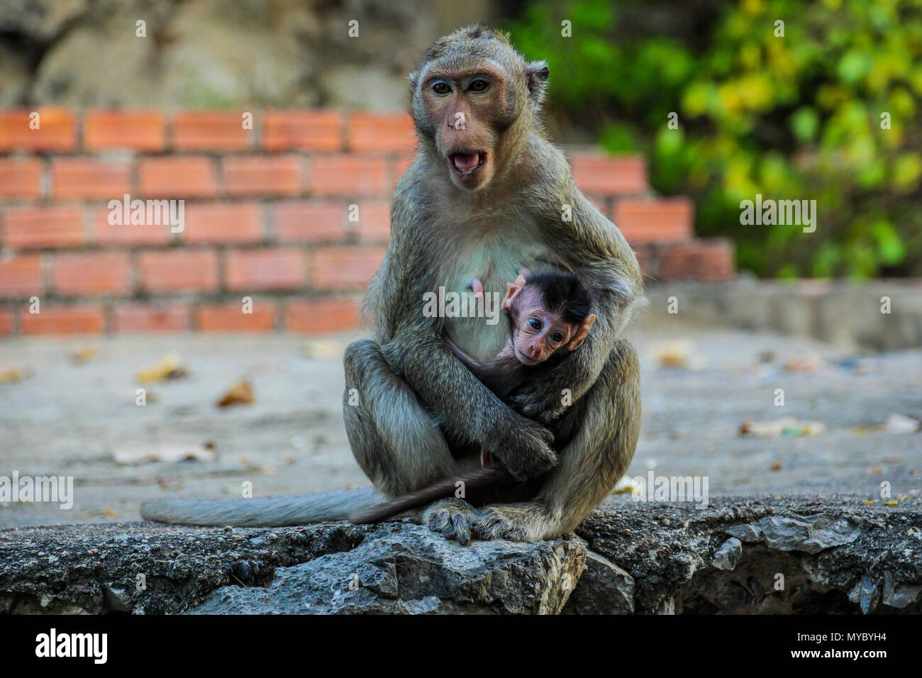 Mother monkey protecting her baby Stock Photo - Alamy
