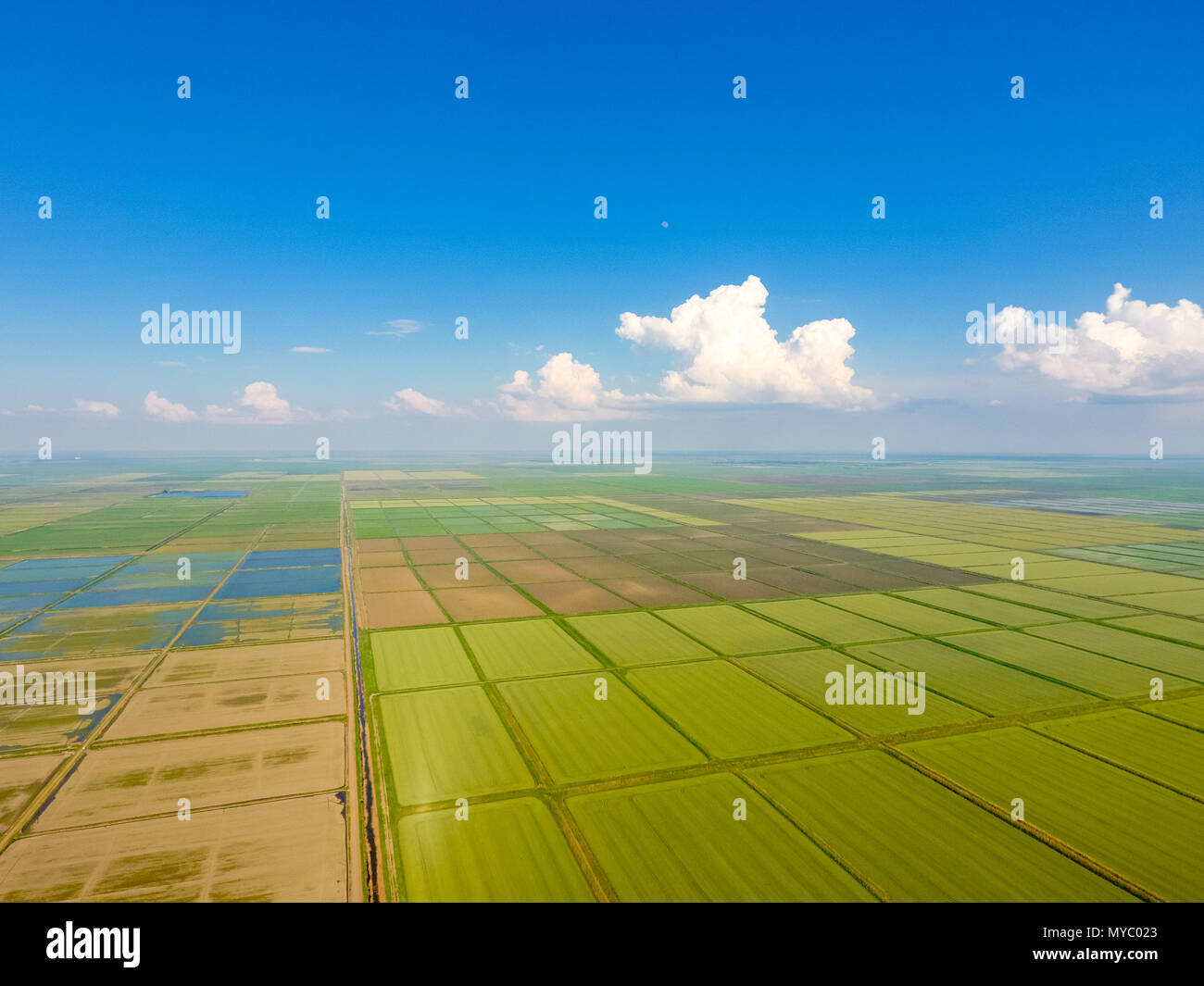 The rice fields are flooded with water. Flooded rice paddies. Agronomic ...