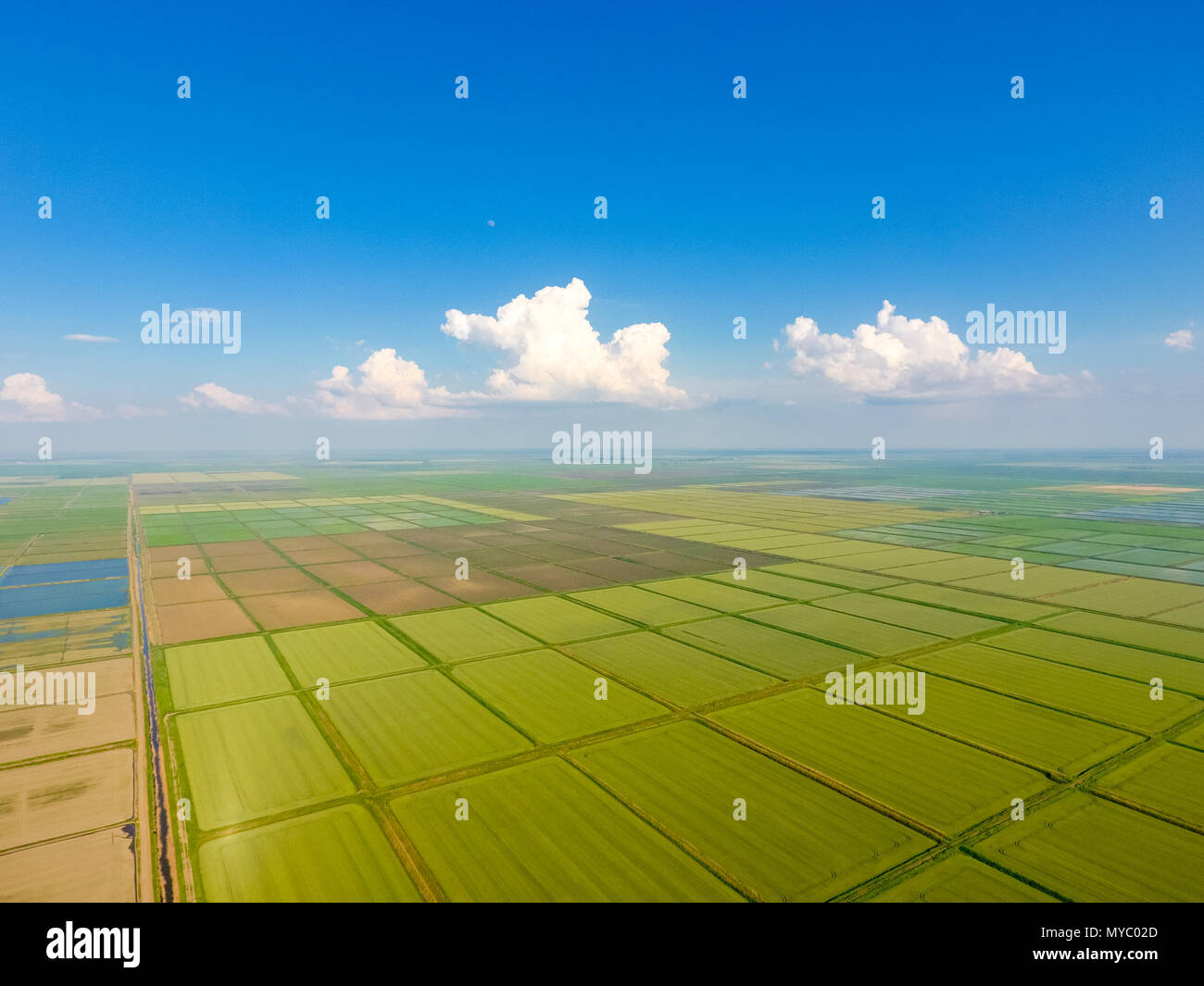 The rice fields are flooded with water. Flooded rice paddies. Agronomic ...