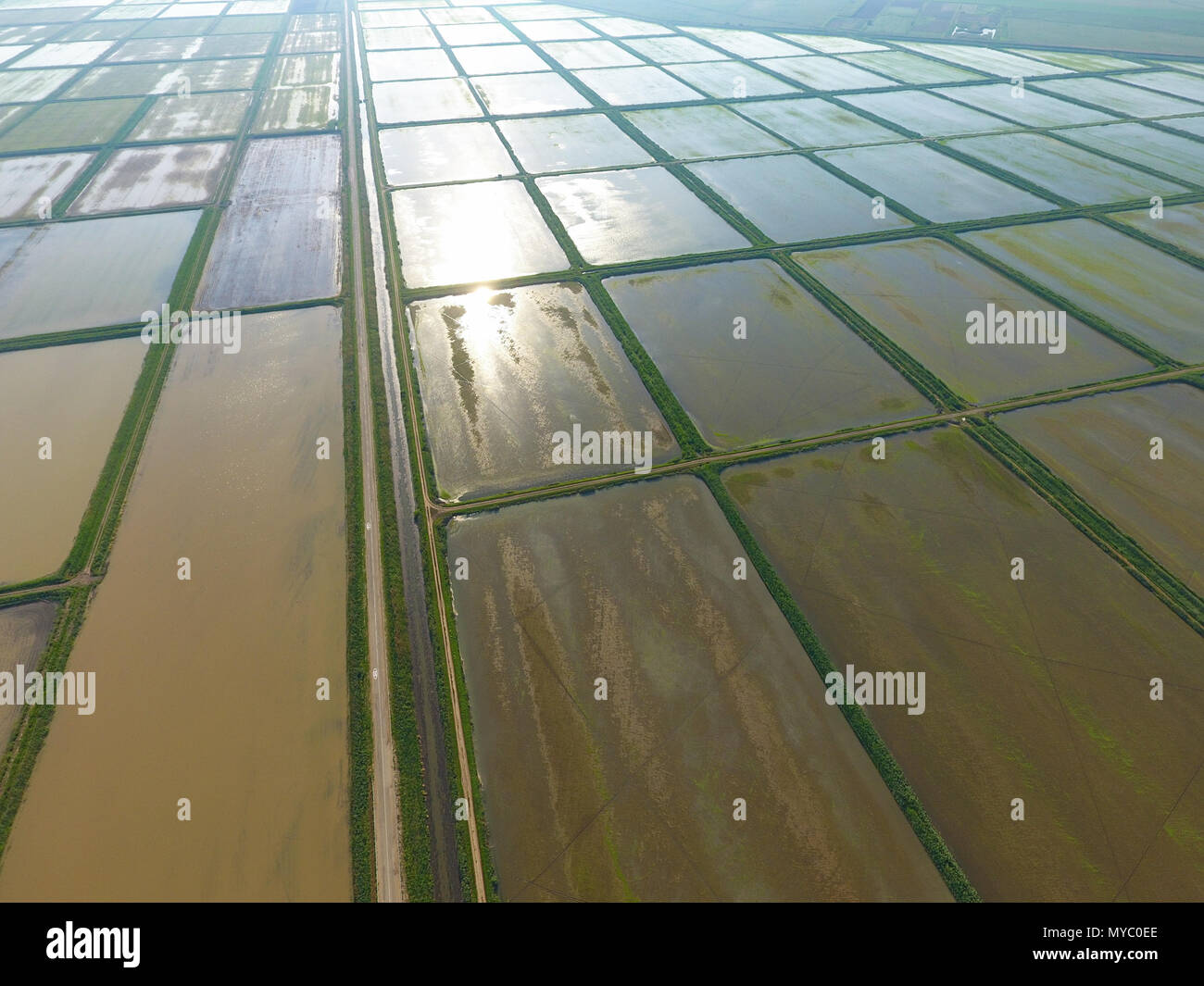 The rice fields are flooded with water. Flooded rice paddies. Agronomic ...