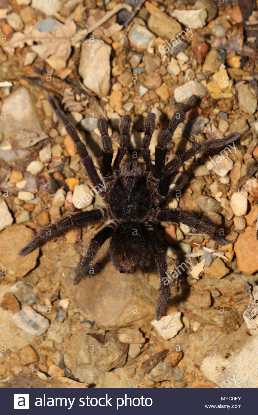 Theraphosidae High Resolution Stock Photography and Images - Alamy