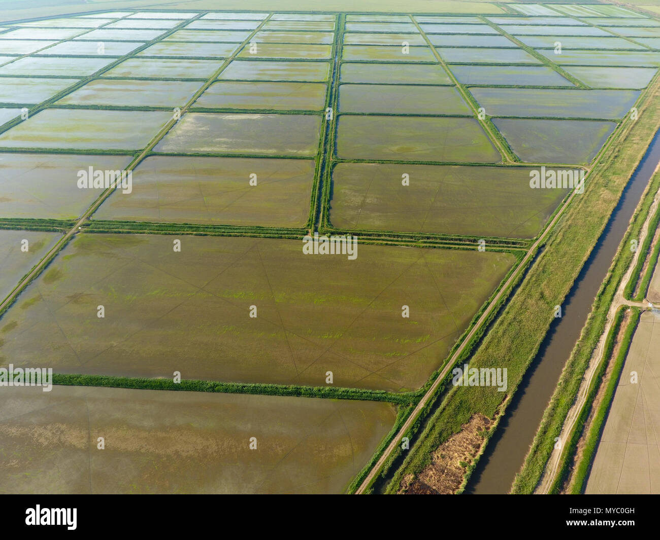 The rice fields are flooded with water. Flooded rice paddies. Agronomic ...