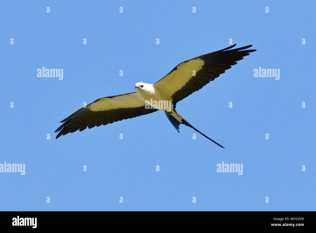 A swallow-tailed kite, Elanoides forficatus, soars high in search of ...