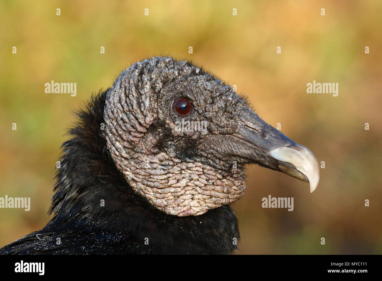 Black Vulture Beak Stock Photos & Black Vulture Beak Stock Images - Alamy