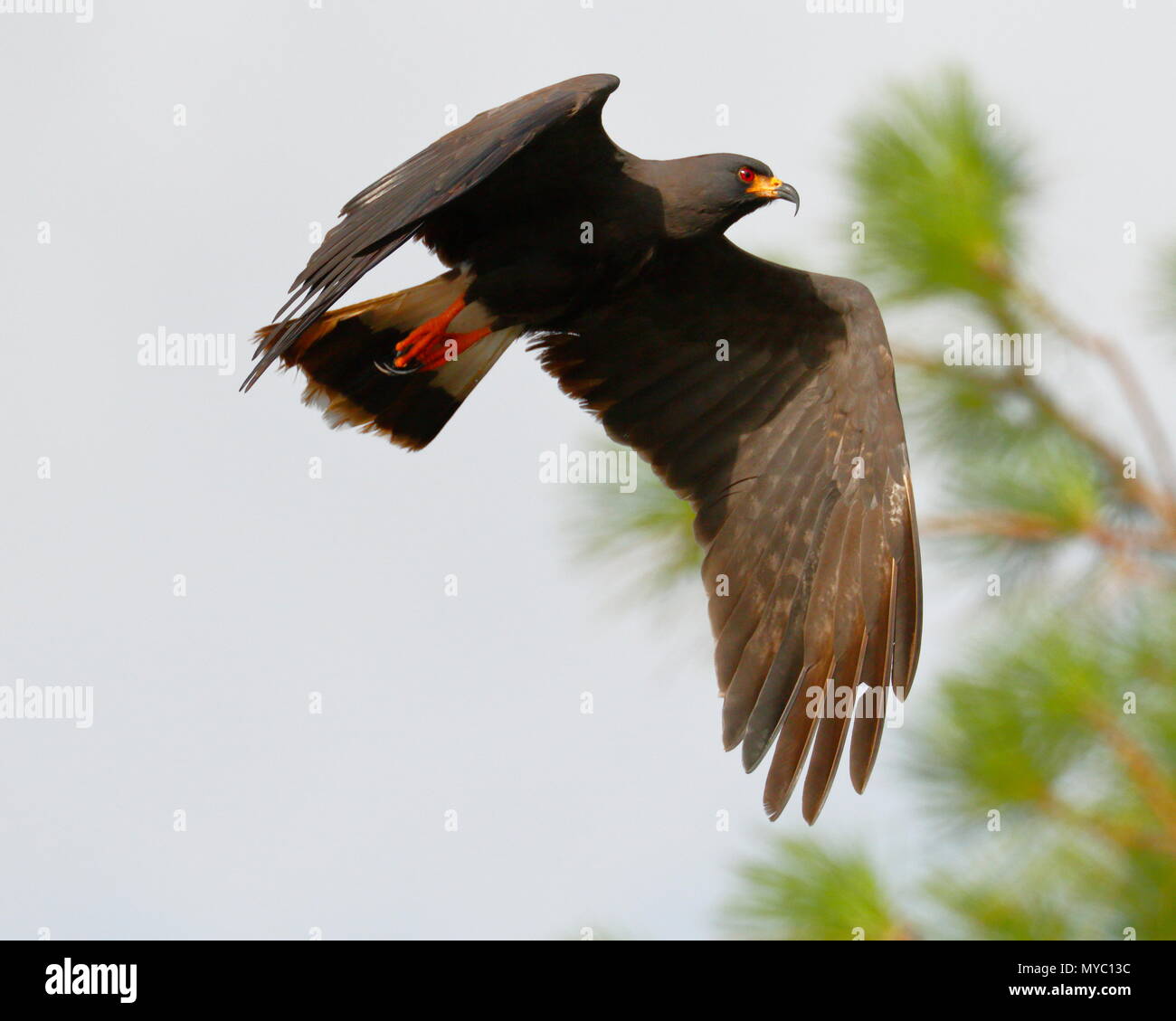 Flying snail hi-res stock photography and images - Alamy