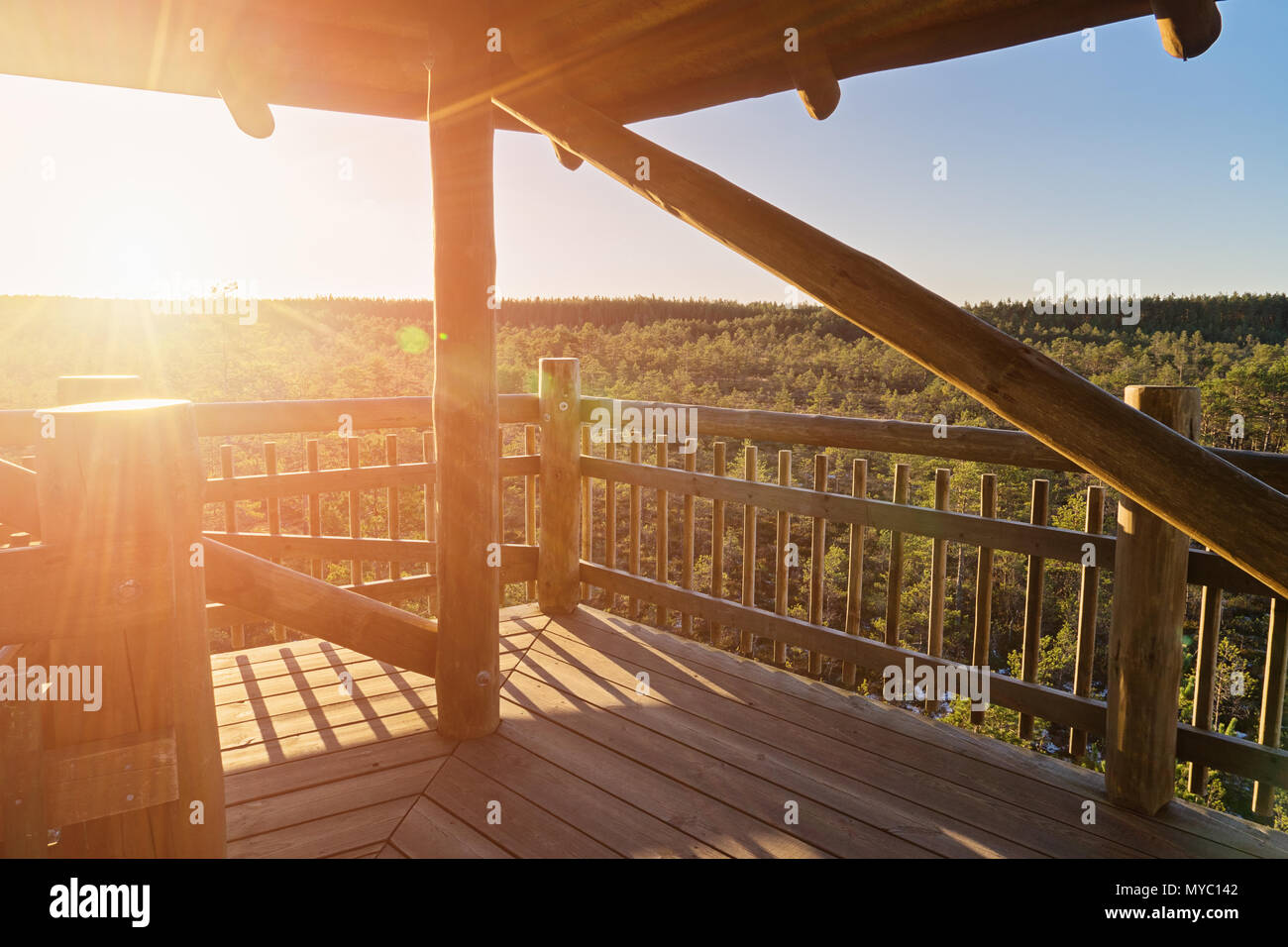 View of autumn pine forest and observation tower with rays of sunrise ...
