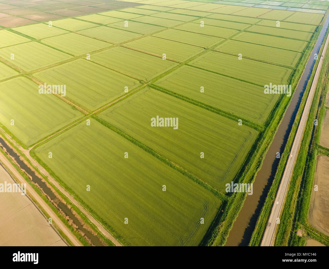 The rice fields are flooded with water. Flooded rice paddies. Agronomic ...