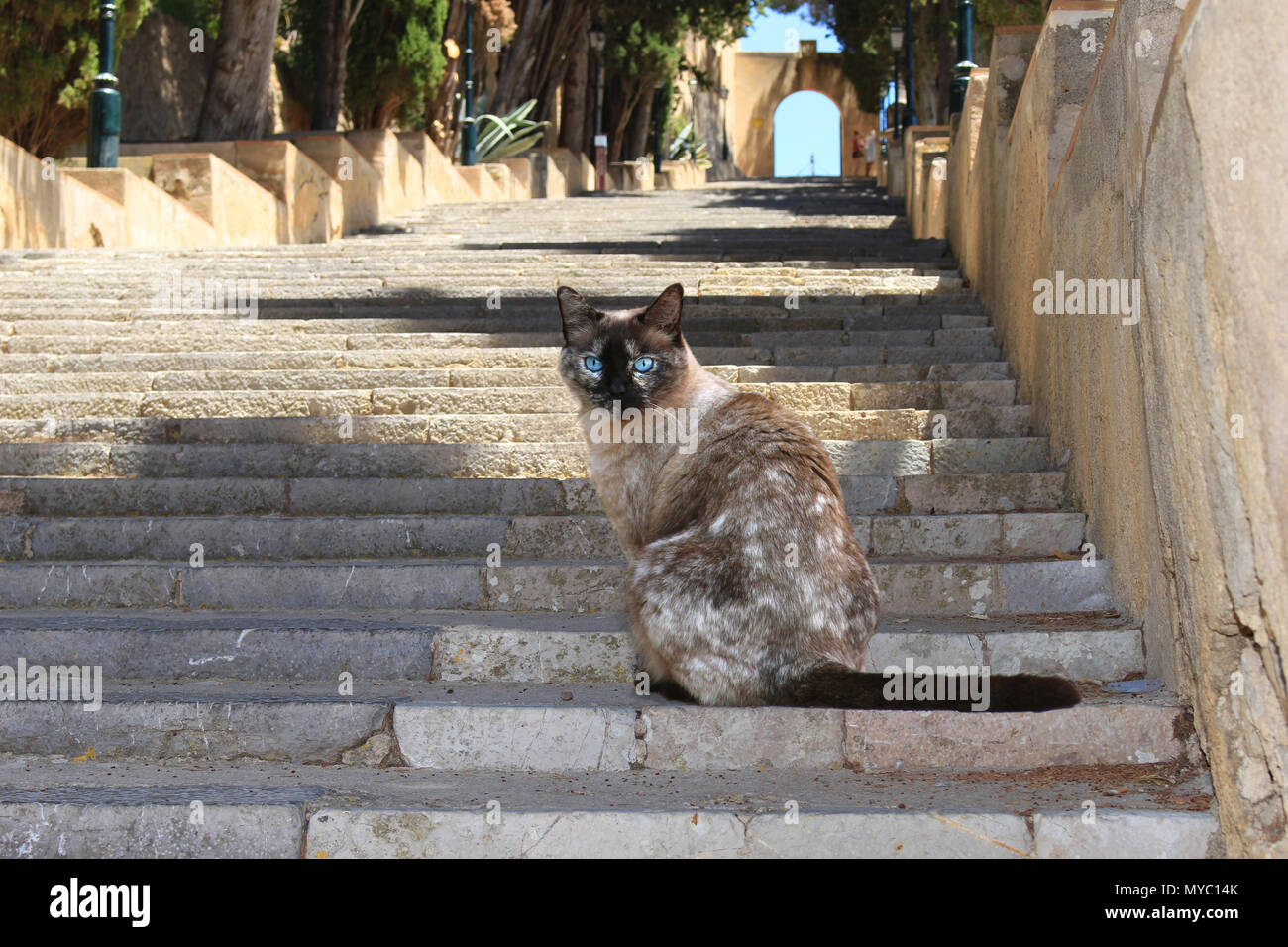 Domestic cat street hi-res stock photography and images - Alamy