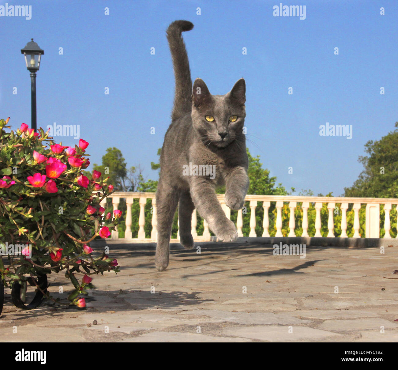 domestic cat, blue, jumping Stock Photo - Alamy