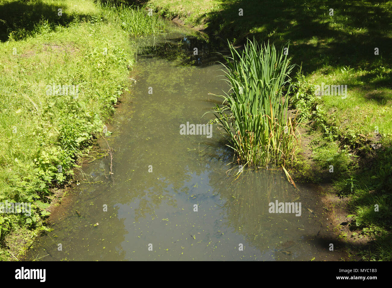 polluted stream in a park in strong summer light Stock Photo - Alamy
