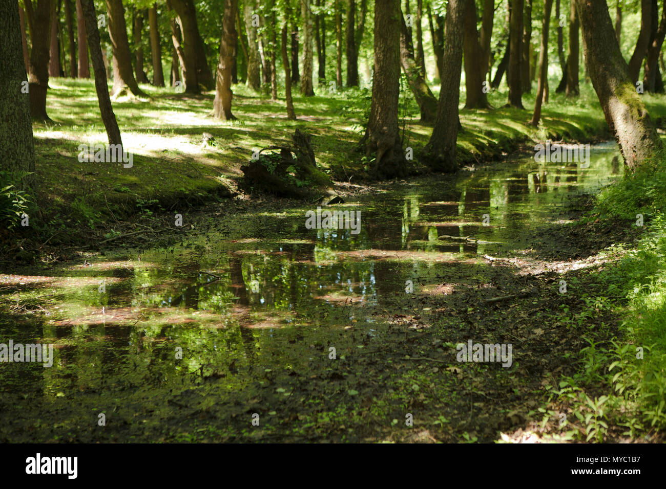Small river in forest hi-res stock photography and images - Alamy