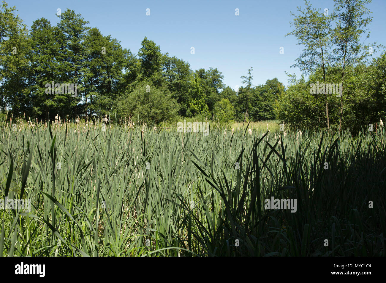 wetland's reed close up in summer strong light Stock Photo - Alamy