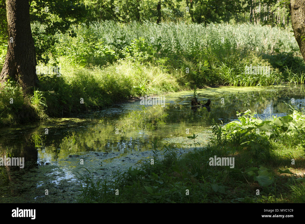 Eastern european forest hi-res stock photography and images - Alamy