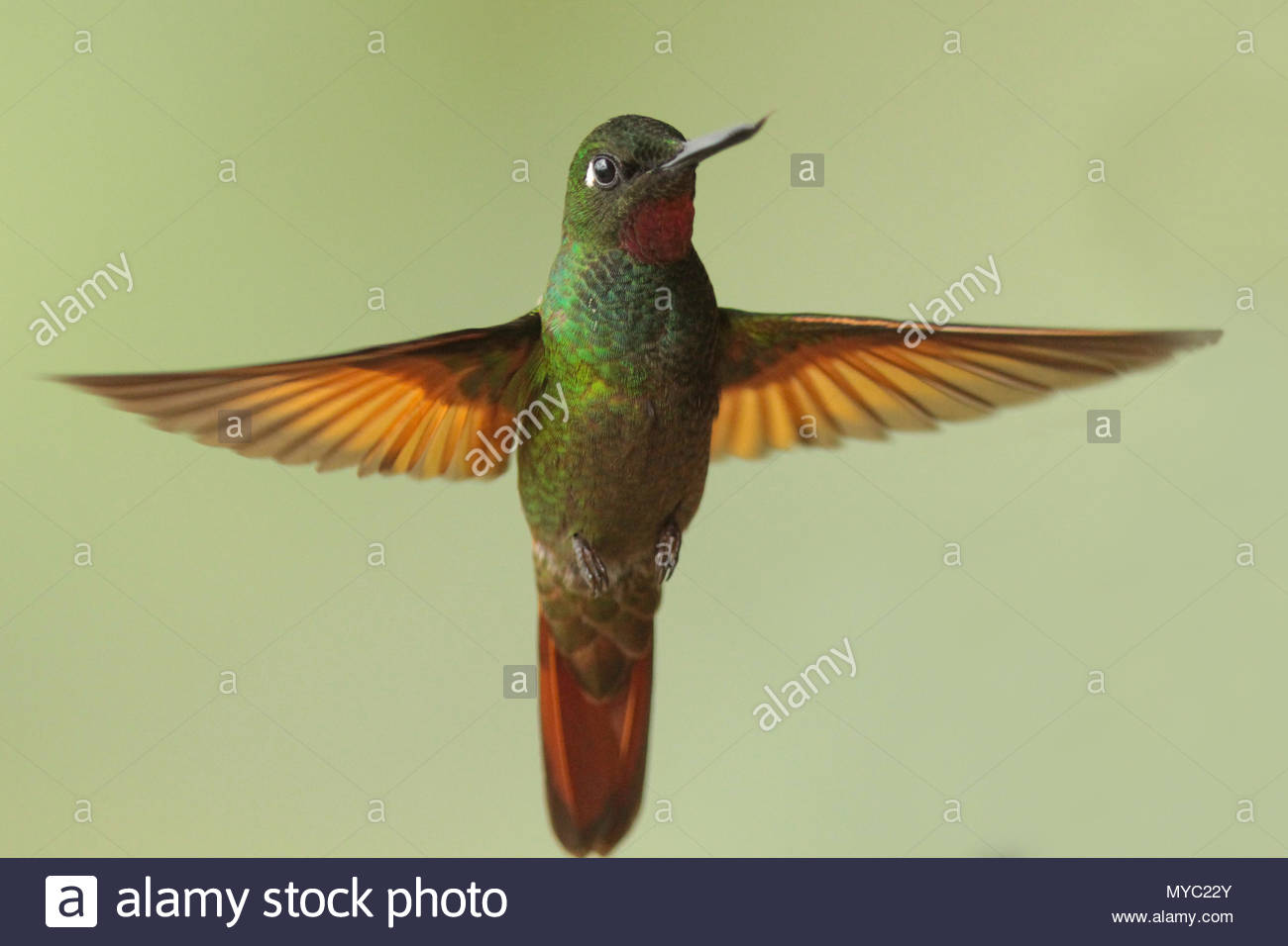 Clytolaema Stock Photos & Clytolaema Stock Images - Alamy